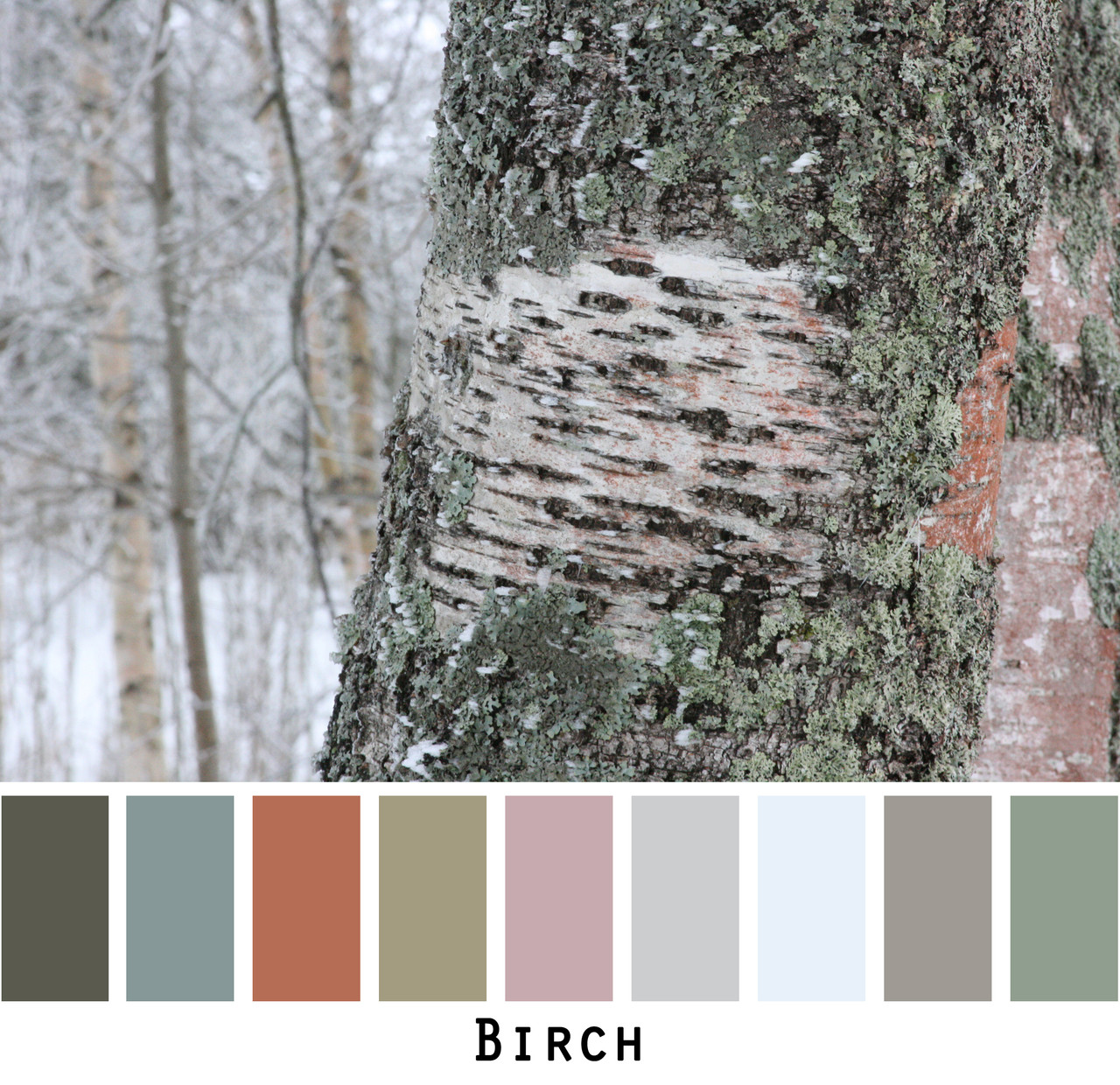 Pink Birch photograph by Inese Iris Liepina in a color card for custom ...