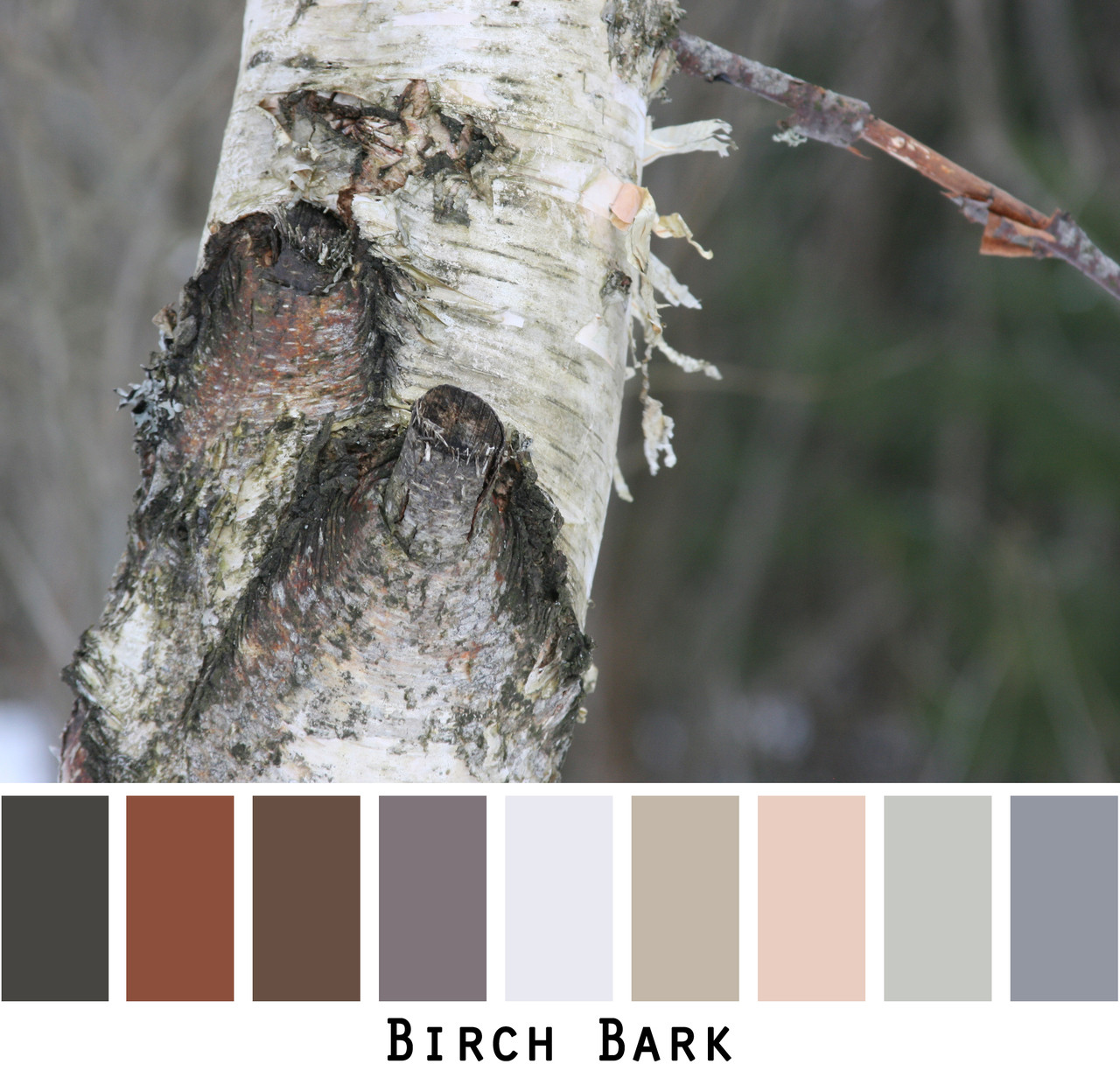 Pink Birch photograph by Inese Iris Liepina in a color card for custom ...