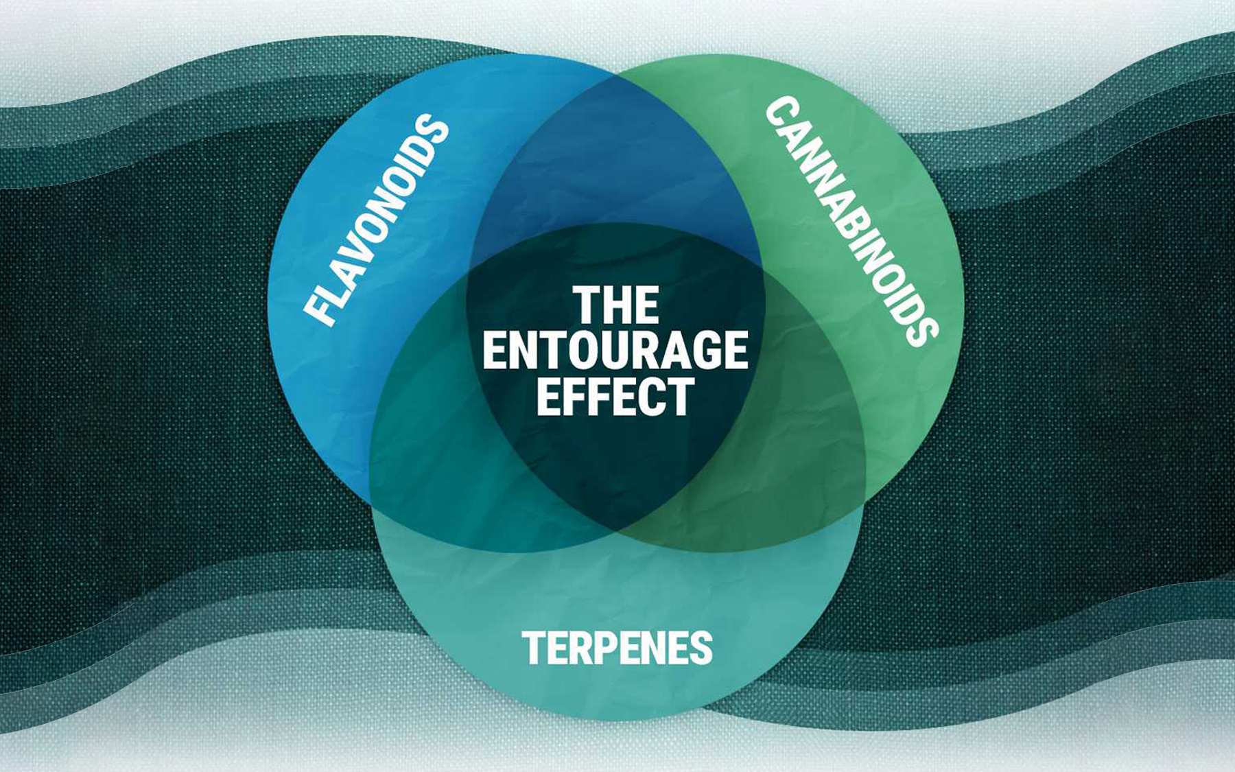 More than just CBD: The Science Behind The Entourage Effect - Coastal ...