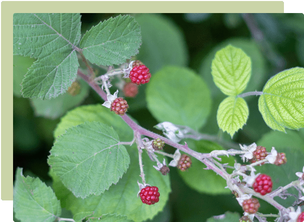 Pruning berry fruit for healthy plants and big crops - Gubba
