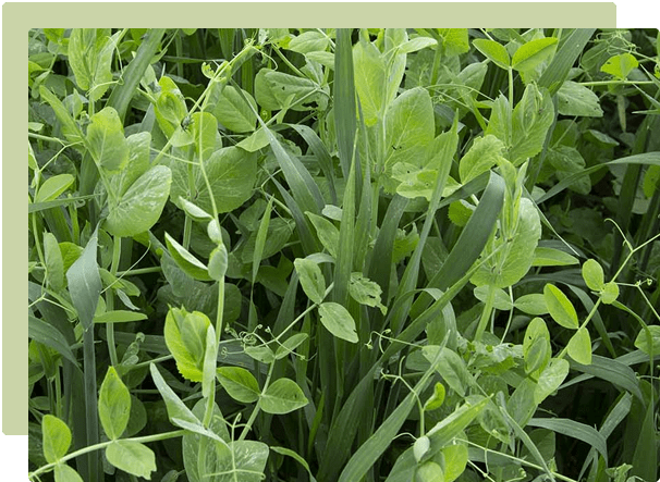 Enrich your soil with Cover Crops - Gubba