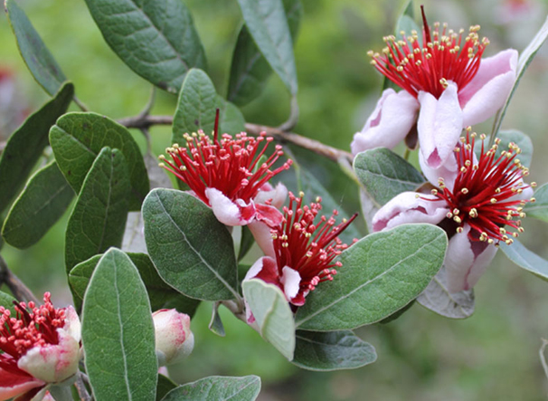 Subtropical Fruit - Gubba