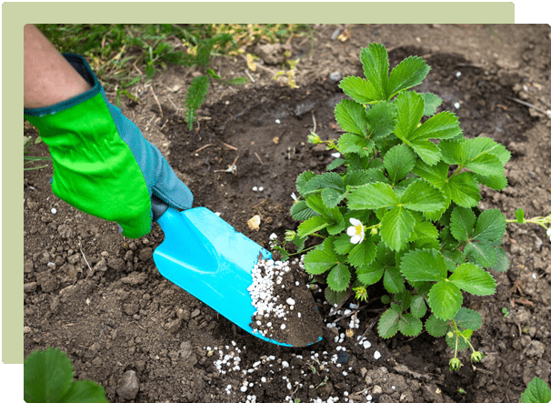 What to feed the garden for best results - Gubba