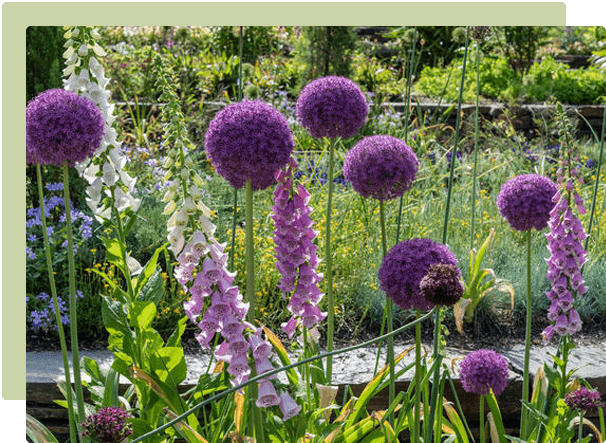 Tips & tricks for spring bulb success - Gubba