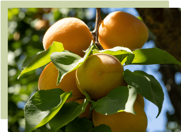 Growing your own fruit - Gubba