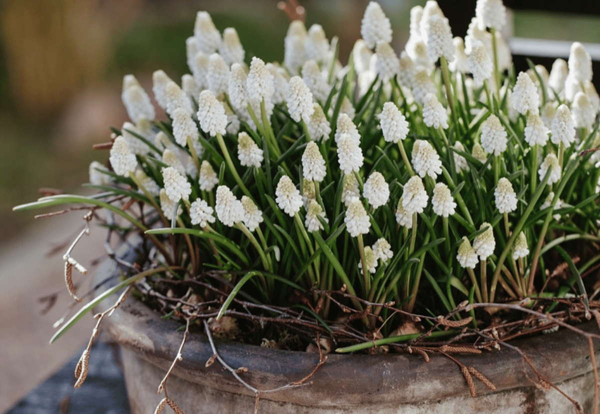 A comprehensive guide to planting & growing spring bulbs - Gubba