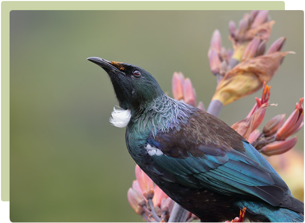 Bird & Insect Garden Guide - Gubba