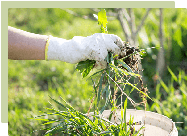 Weed control in the garden - Gubba