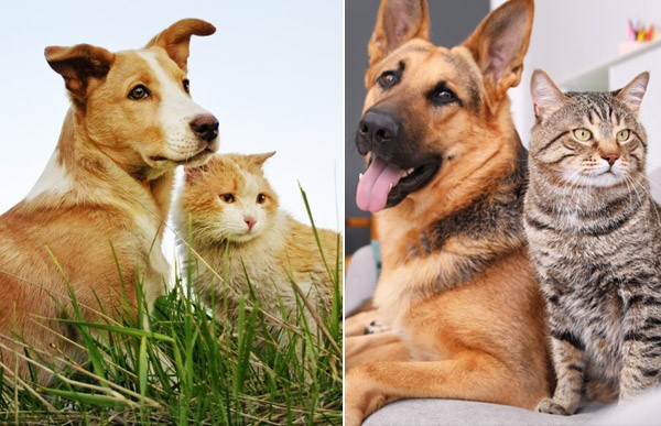 Indoor Vs Outdoor Pets - Ready Pet Go