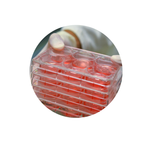 MV4:11 Cell Line | C0003025 | AddexBio