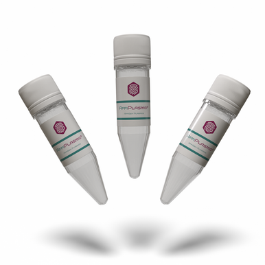 pET28a- SUMO Plasmid