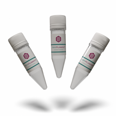 pET28a-FGF21 Plasmid