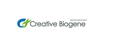 CT&NG Real Time PCR Kit | PDHS-DR007 | Creative Biogene