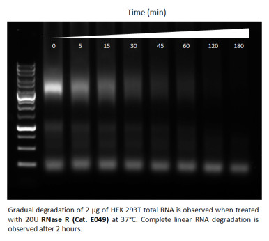 ABMGood (Applied Biological Materials) | RNase R | E049