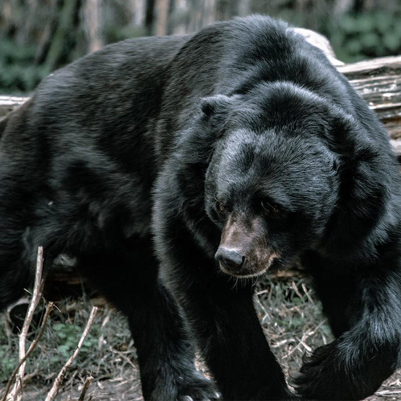 5 Tips For Spring Bear - Schnee