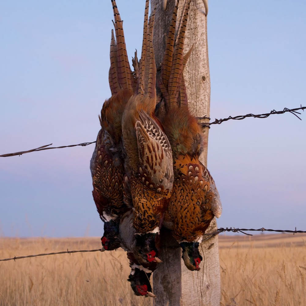 2023 Pheasant Nesting and Season Outlook - Schnee