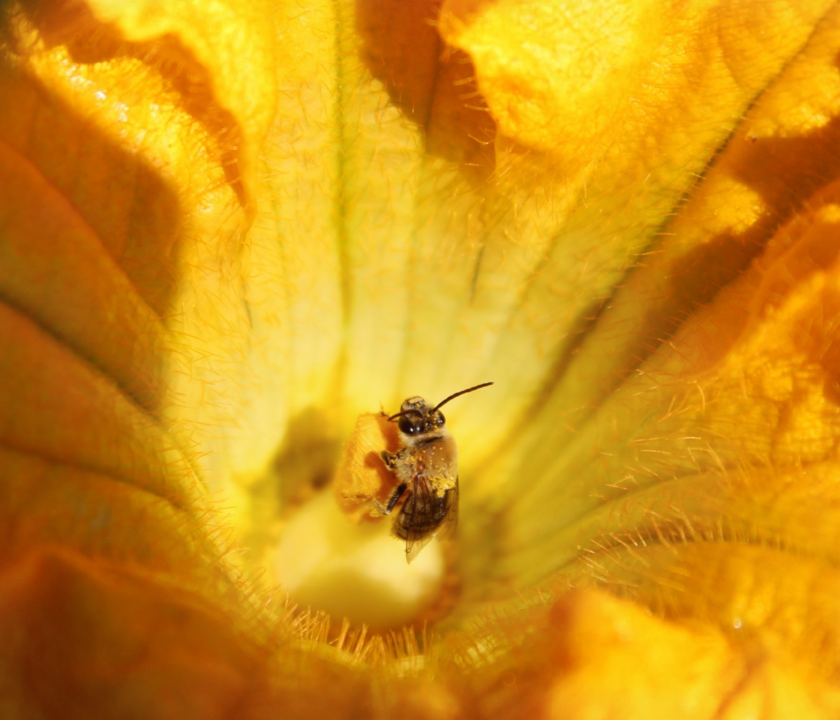 The Buzz On Bees - Front Porch Pets