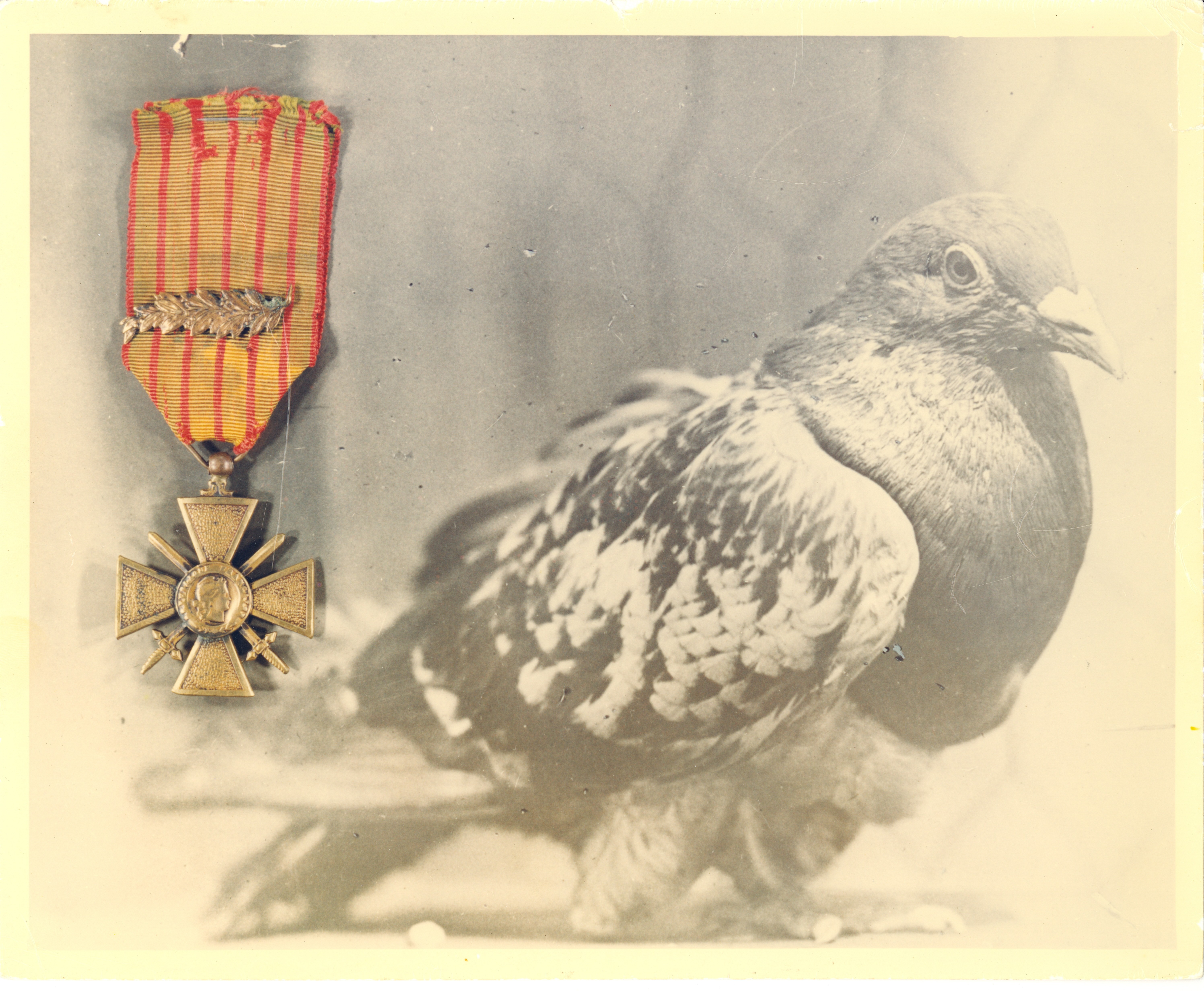Cher Ami: The Pigeon Who Became a WWI Hero - Front Porch Pets