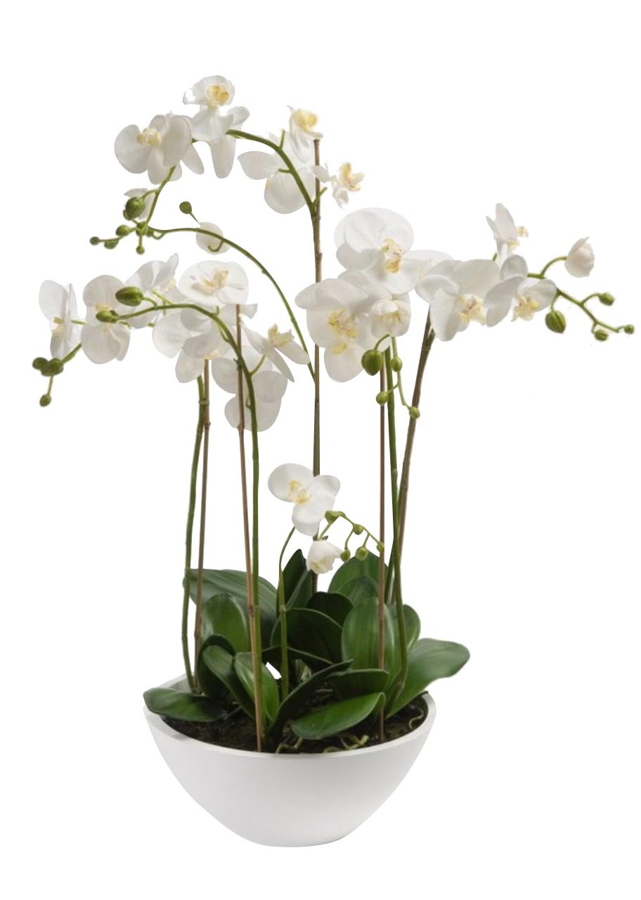 Potted Orchids: A Timeless Sympathy Tribute - Flower Delivery Philippines