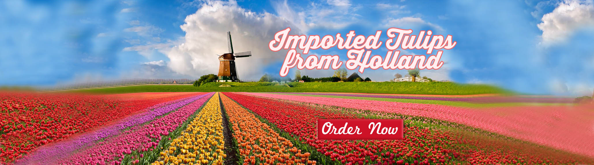 Tulips Bouquet: Types of Tulips and Everything You Need to Know About ...