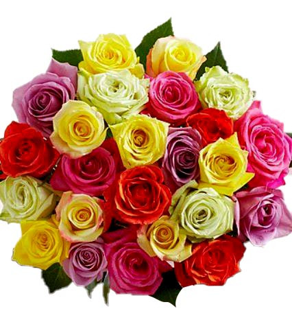 Assorted Colors Ecuadorian Roses Mixed Rose Bouquet Delivery