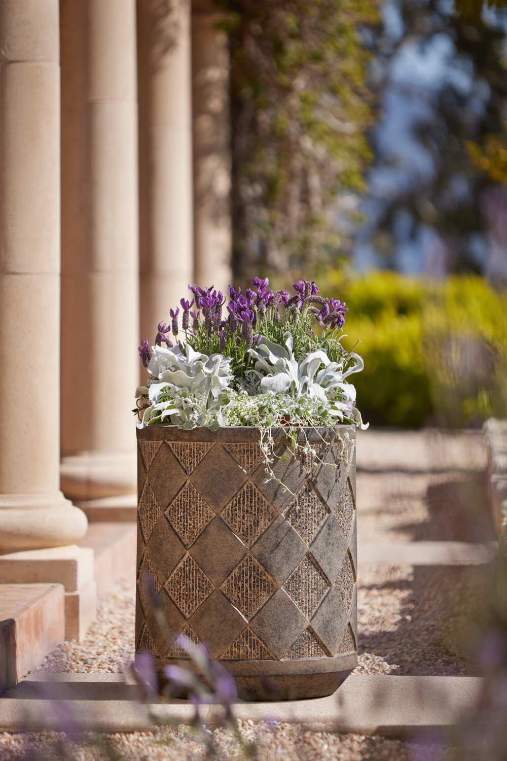 Dama Planter X Roger Thomas