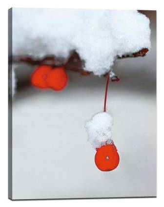 Four Tips for Capturing Stunning Snow Photography - Custom Canvas Online
