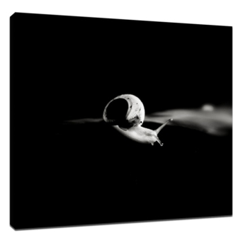 Low key Photography Tips - Custom Canvas Online