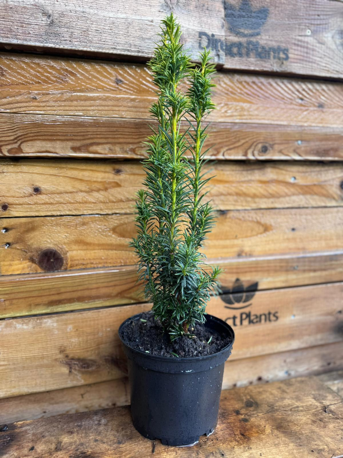 Taxus Standishii Golden Column Yew Tree Large Plant in a 3 Litre Pot By ...