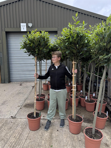 Extra Large Laurus Nobilis Lollipop Standard Bay Tree 6ft Tall By ...