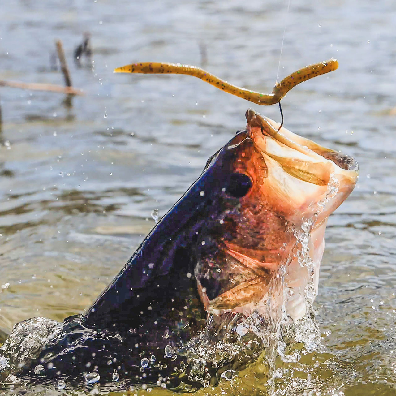 Yamamoto Sensei Worm | FishUSA