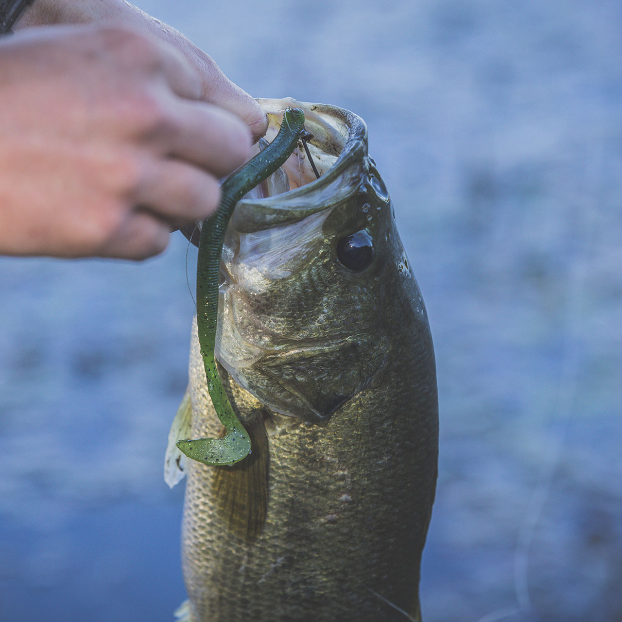 Yamamoto Speed Senko Worm | FishUSA