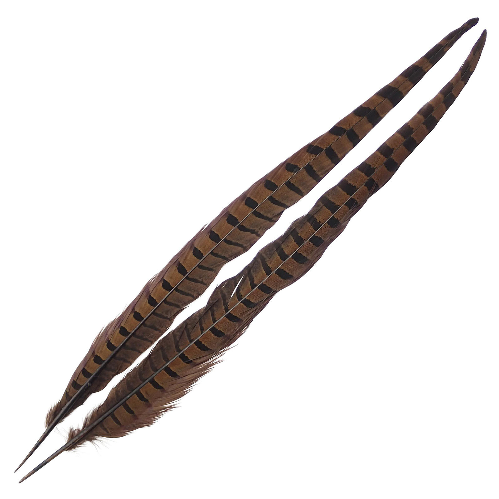 Wapsi Ringneck Pheasant Tail Feathers | FishUSA