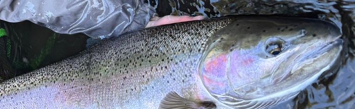 Back Bouncing for Steelhead: Complete Technique, Gear, and Boat Control ...