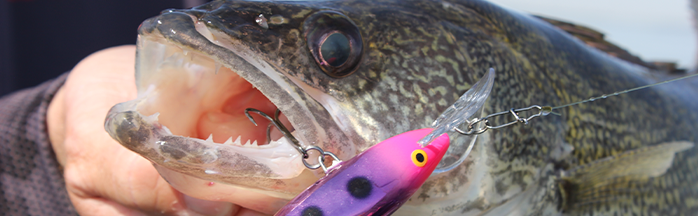 Best Walleye Crankbaits: Top Picks for Casting and Trolling - FishUSA