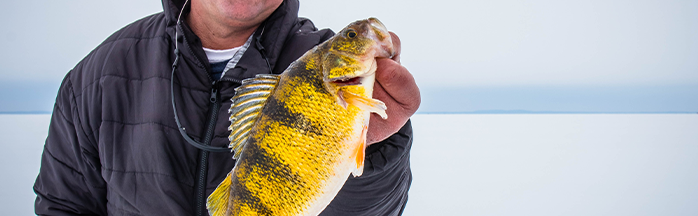 Top Ice Fishing Lures for Perch: Best Picks for 2024 to Boost Your ...