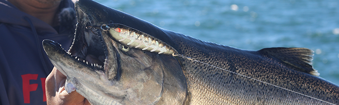 Best Salmon Lures: Top Picks for Trolling and Casting - FishUSA