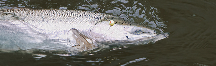 Best Steelhead Lures: Top Picks for Catching More Steelhead - FishUSA