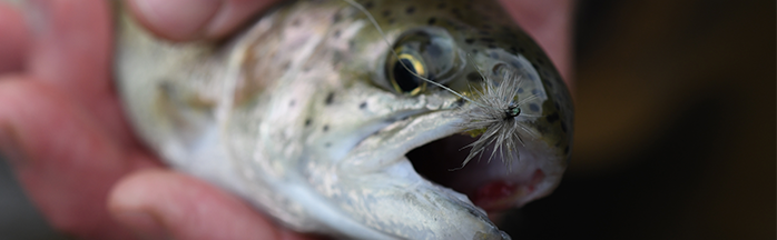 Mastering Trout Fishing: The Ultimate Guide to the Best Flies For Trout ...
