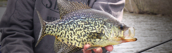Drop Shotting Crappies in Open Water: A Precision Approach for ...
