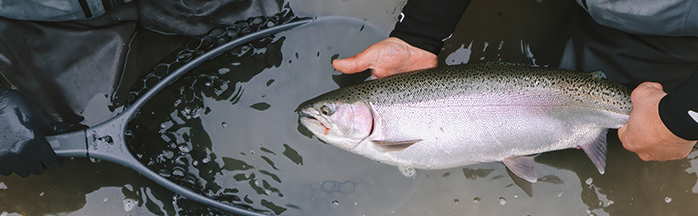 Fly Fishing for Steelhead: Tips, Techniques, and Gear Explained - FishUSA