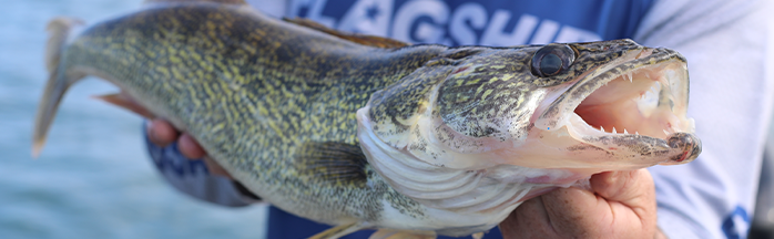 How To Catch Walleye - Fishing Techniques for Beginners - FishUSA