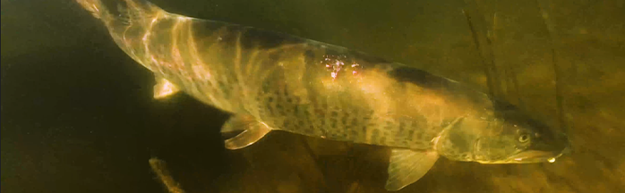 The Ultimate Guide to Ice Fishing for Muskie: Techniques, Gear, and Pro ...