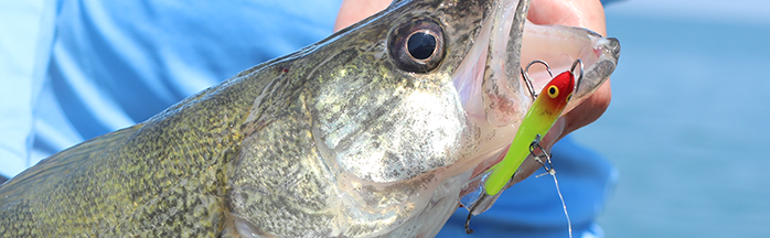 The Best Jig Colors for Walleye: A Comprehensive Guide - FishUSA