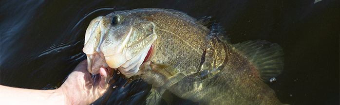 Rodman Reservoir Bass Fishing: An Expert’s Complete Guide - FishUSA
