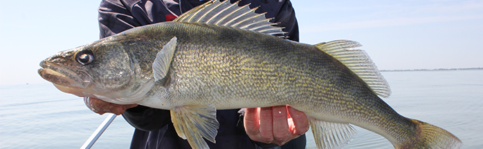 Understanding the Walleye Spawn: Key Biological Factors and Fishing ...