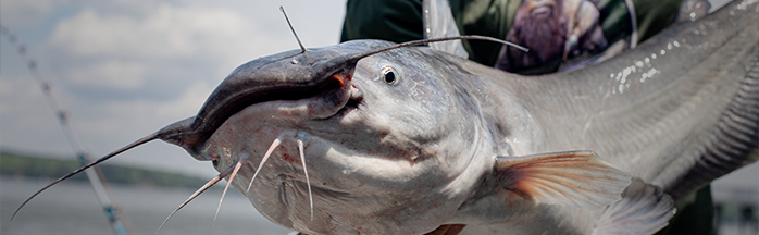 What Do Catfish Eat? A Complete Angler’s Guide - FishUSA