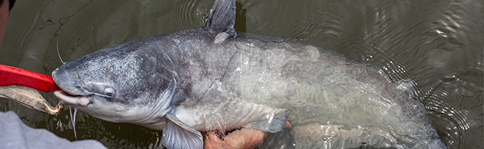 Winter Catfishing: Locations, Baits, Rigs, and Cold-Water Plans That ...