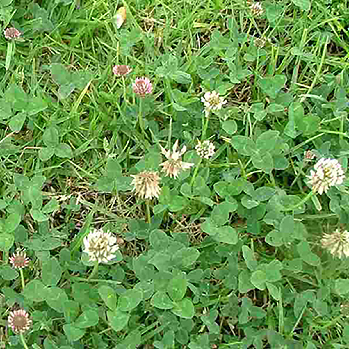 White Clover Control & Removal | The Garden Superstore