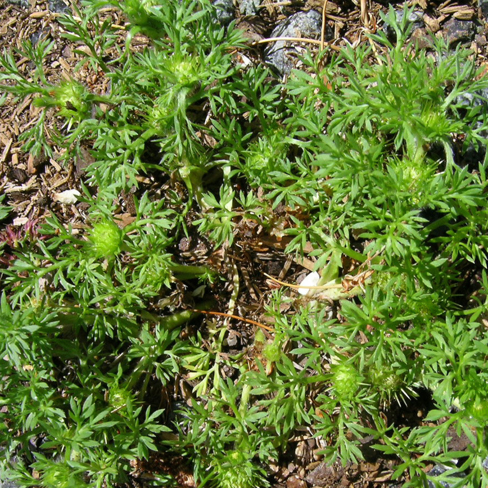 Bindii Weed Control for a Pristine Lawn | The Garden Superstore